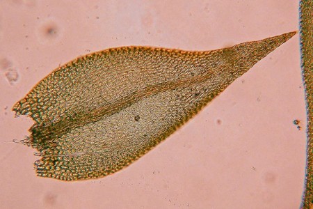 bryophytes-smooth-pleurocarps – Ohio Plants