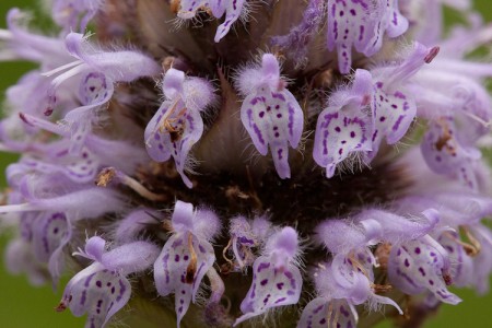 families-Lamiaceae – Ohio Plants