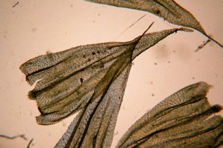 bryophytes-smooth-pleurocarps – Ohio Plants