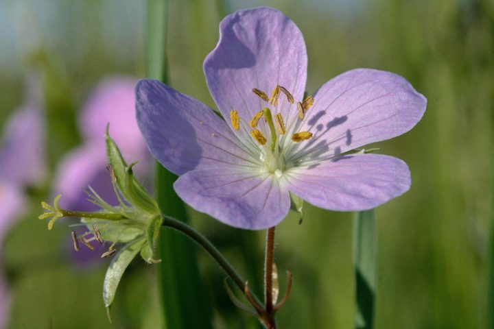 Families – Ohio Plants