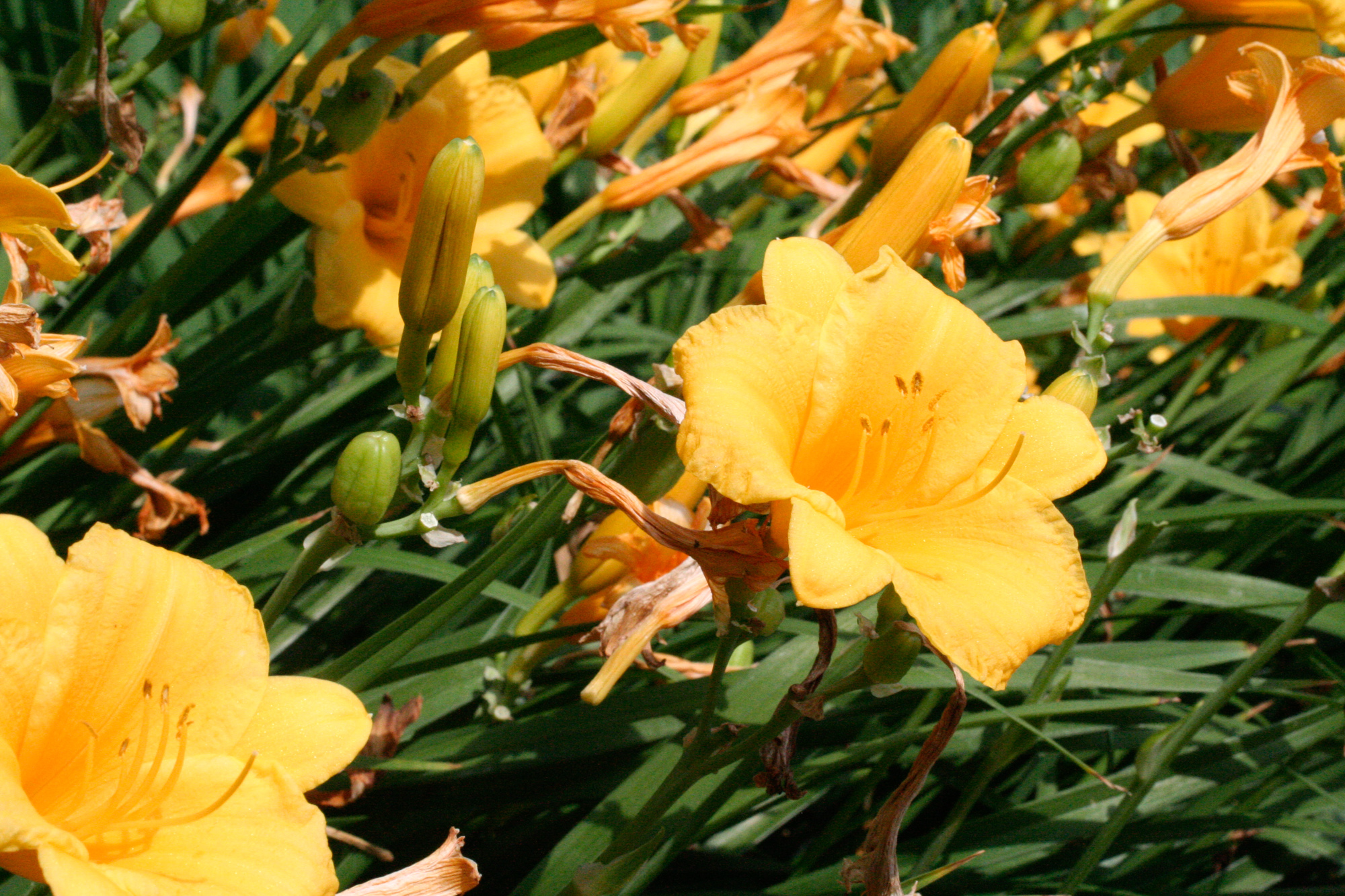 families-Liliaceae – Ohio Plants