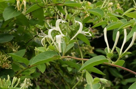 Invasives – Ohio Plants