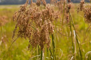 families-Cyperaceae – Ohio Plants