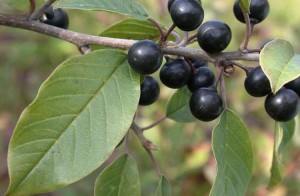 Invasives – Ohio Plants