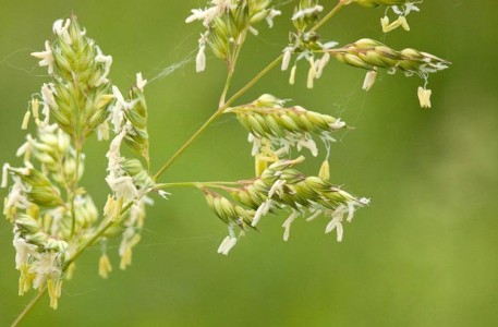 Invasives – Ohio Plants