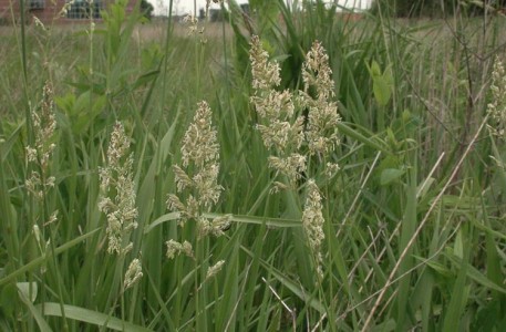 Invasives – Ohio Plants