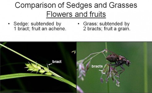 families-Cyperaceae – Ohio Plants