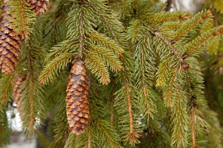 Conifers – Ohio Plants