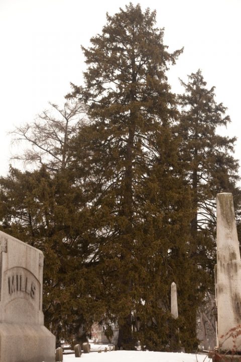 Conifers – Ohio Plants