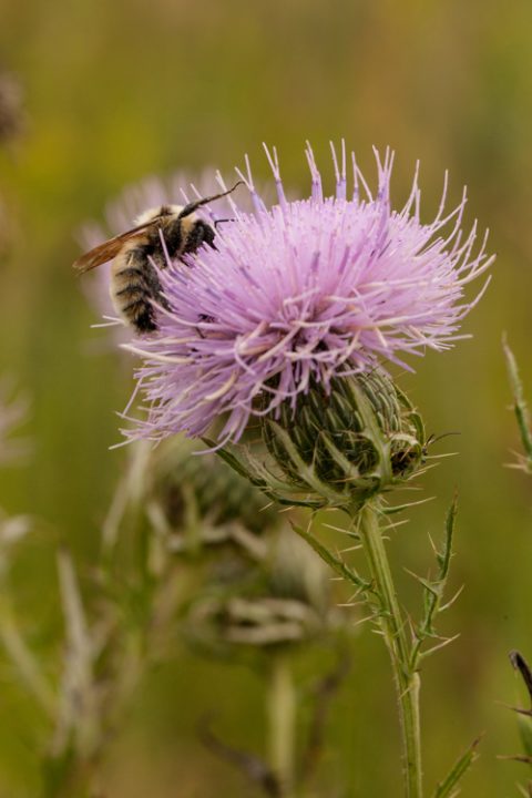 Prairie – Ohio Plants