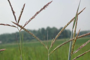 Prairie – Ohio Plants