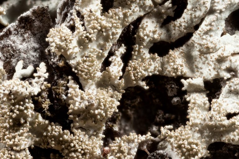 LICHEN BIOLOGY – Ohio Plants