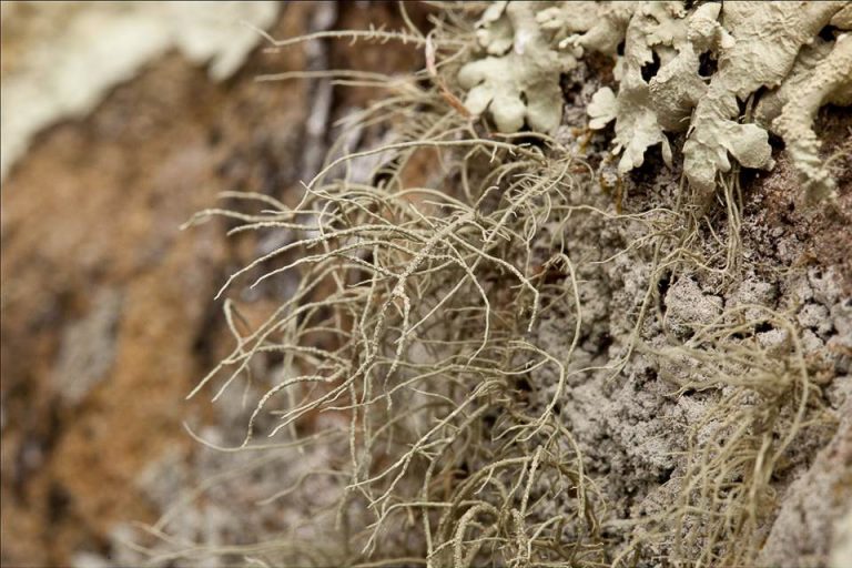 LICHEN BIOLOGY – Ohio Plants