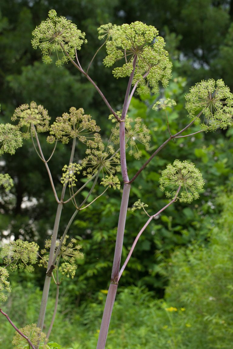 families-Apiaceae – Ohio Plants