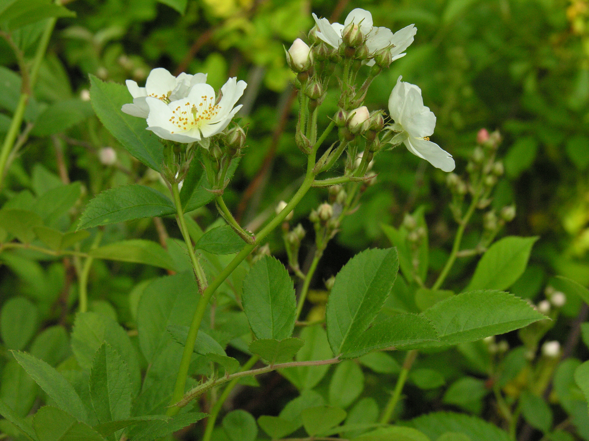 families-Rosaceae – Ohio Plants