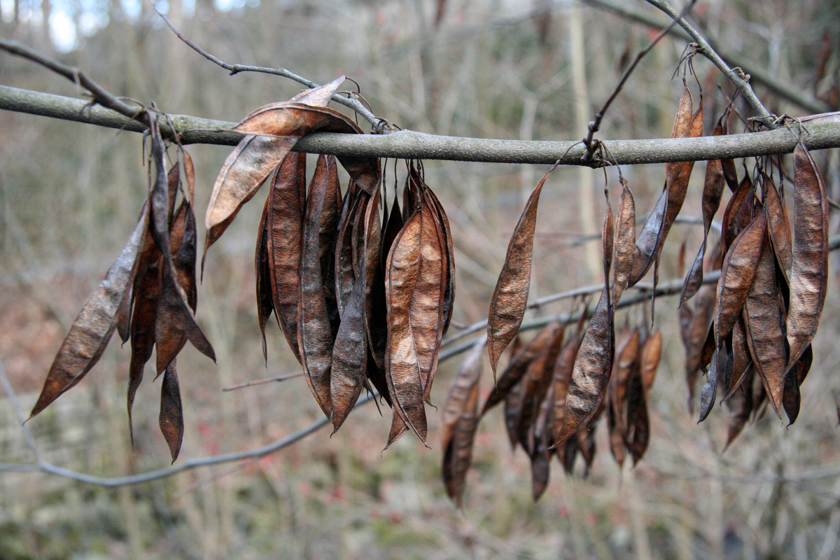 Fruits to know and love – Ohio Plants