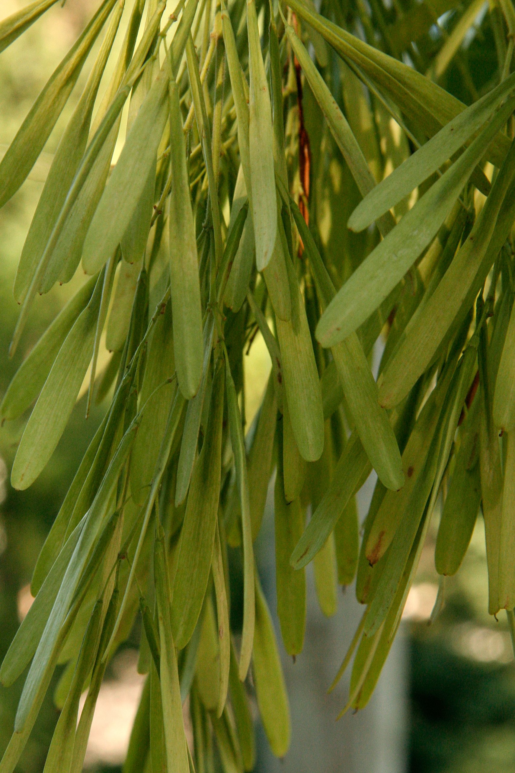 Fruits to know and love – Ohio Plants