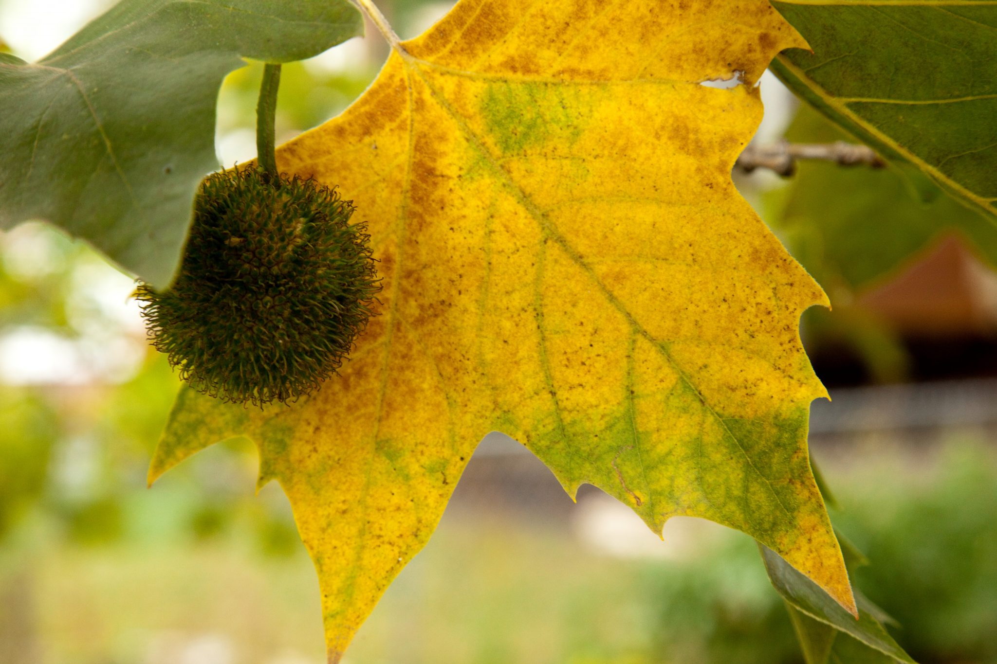 Fruits to know and love – Ohio Plants