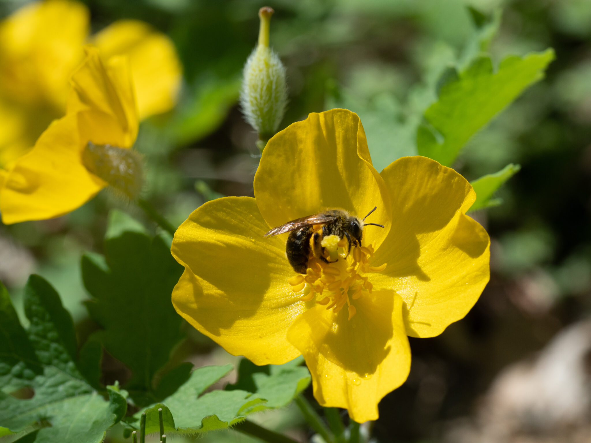 Ohio Plants – The companion web site to EEOB 2210