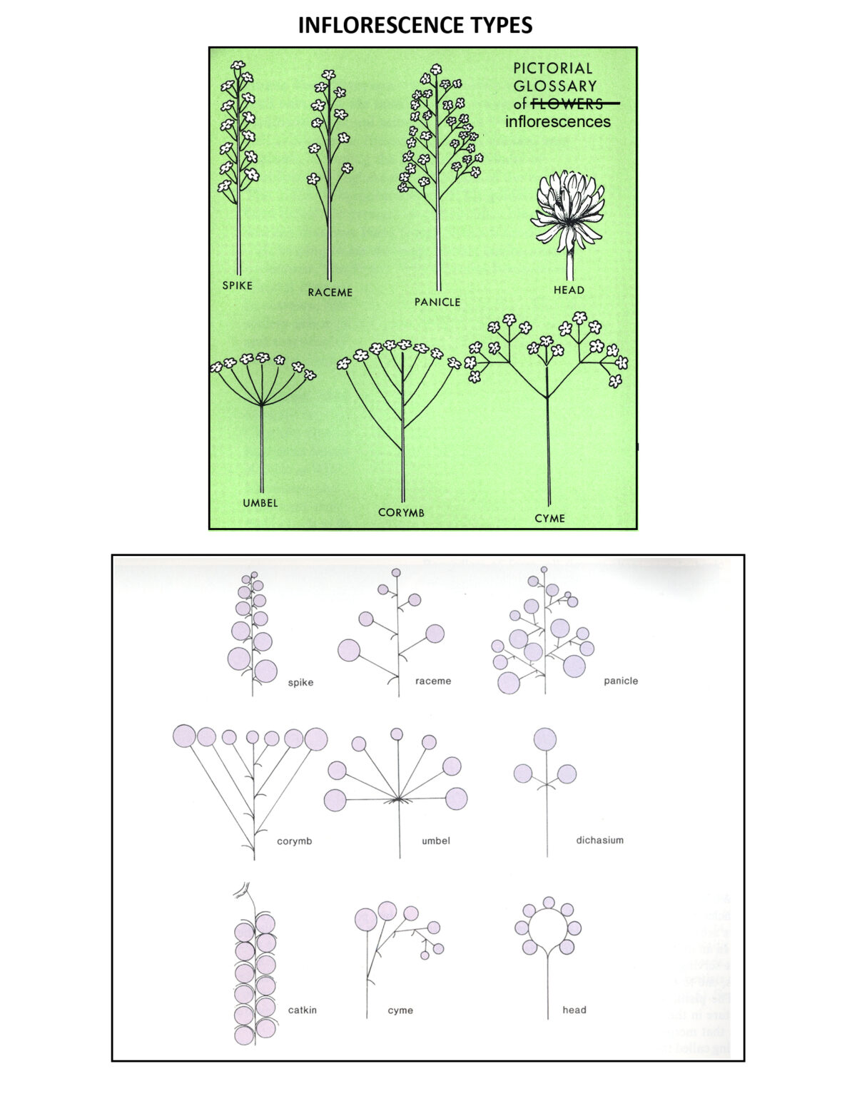 Inflorescences – Ohio Plants