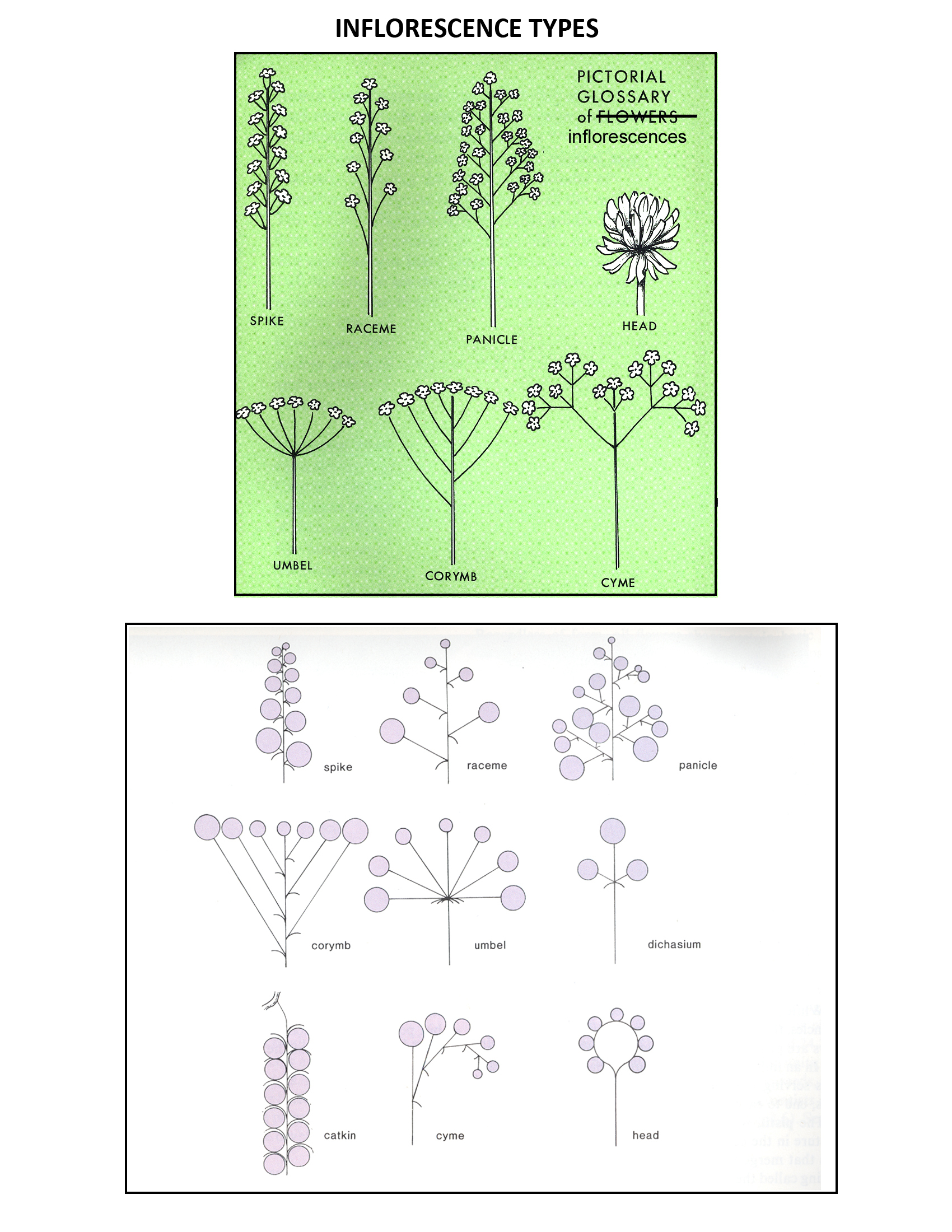 Inflorescences – Ohio Plants