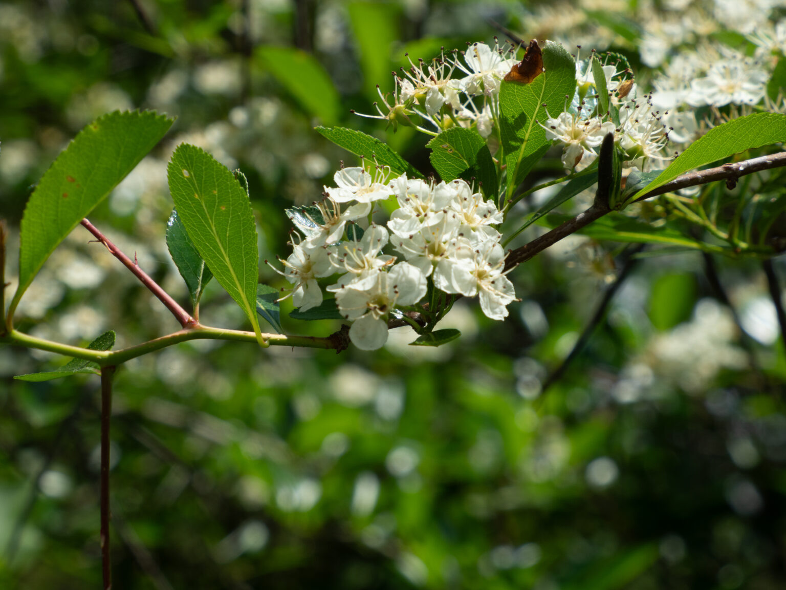 Ohio Plants – The companion web site to EEOB 2210