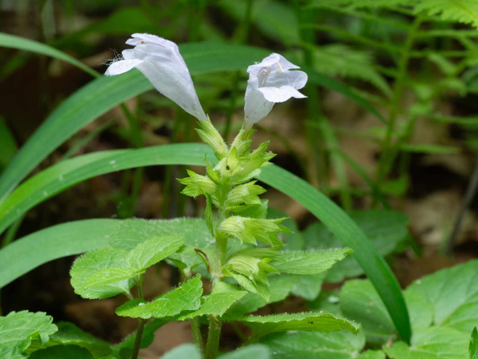 Ohio Plants – The companion web site to EEOB 2210