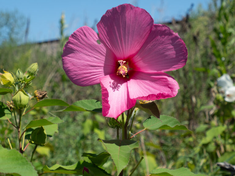 Ohio Plants – The companion web site to EEOB 2210