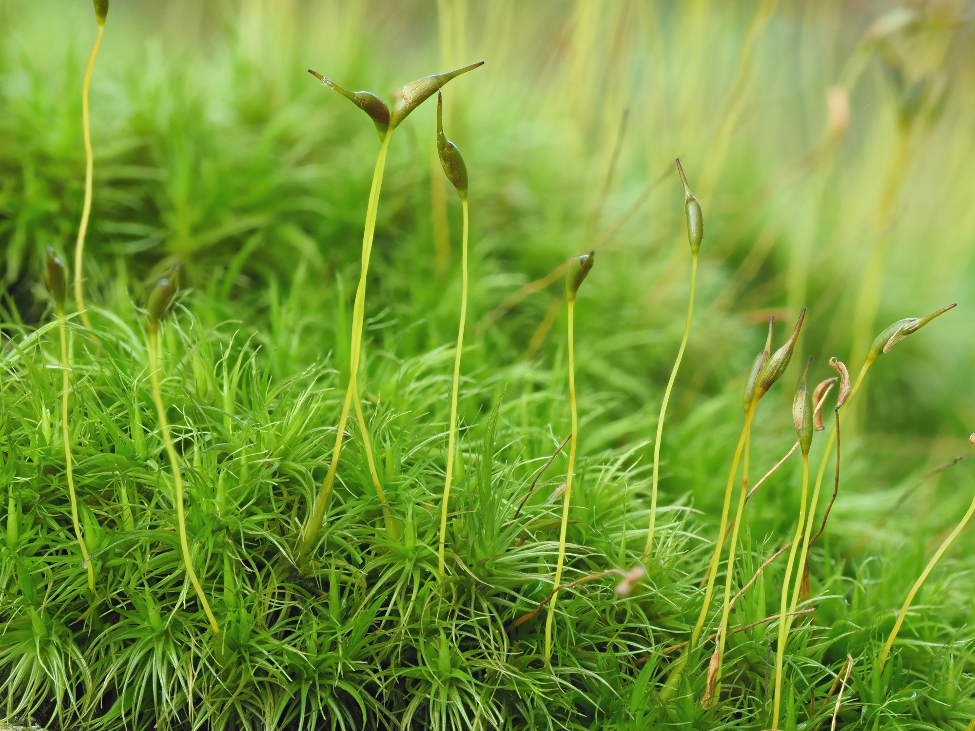Dicranum scoparium – Ohio Plants