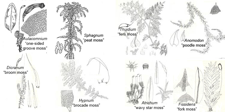 Mosses Quiz Ohio Plants